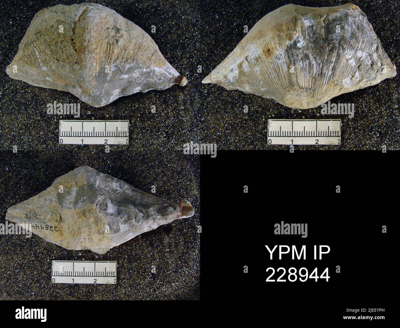 Neospirifer kansasensis Swallow Stock Photo - Alamy