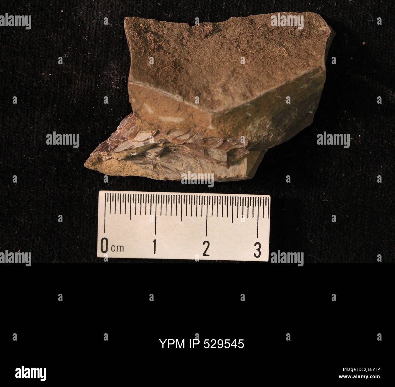 Myidae hi-res stock photography and images - Alamy