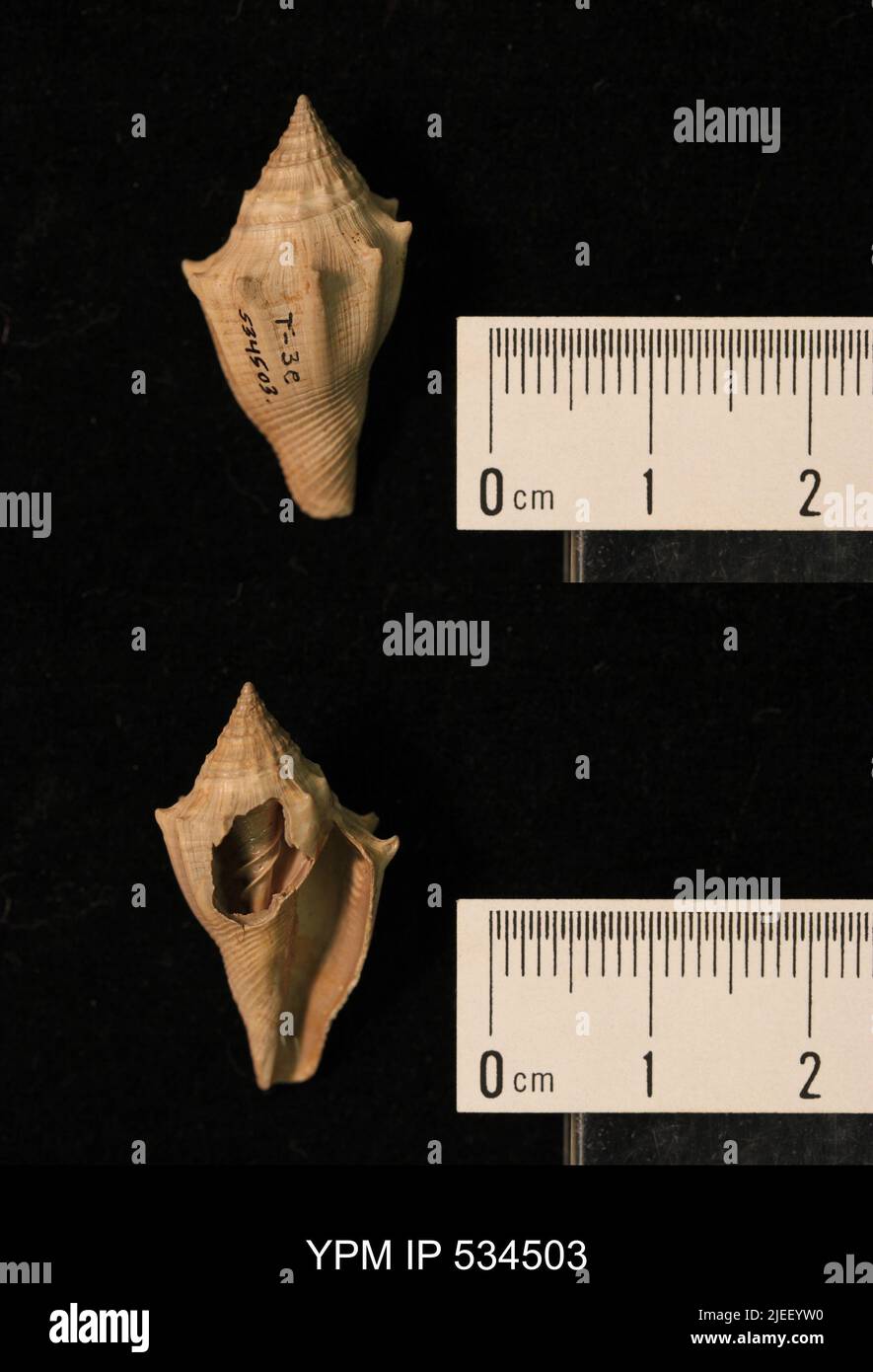 1833 animalia hi-res stock photography and images - Alamy