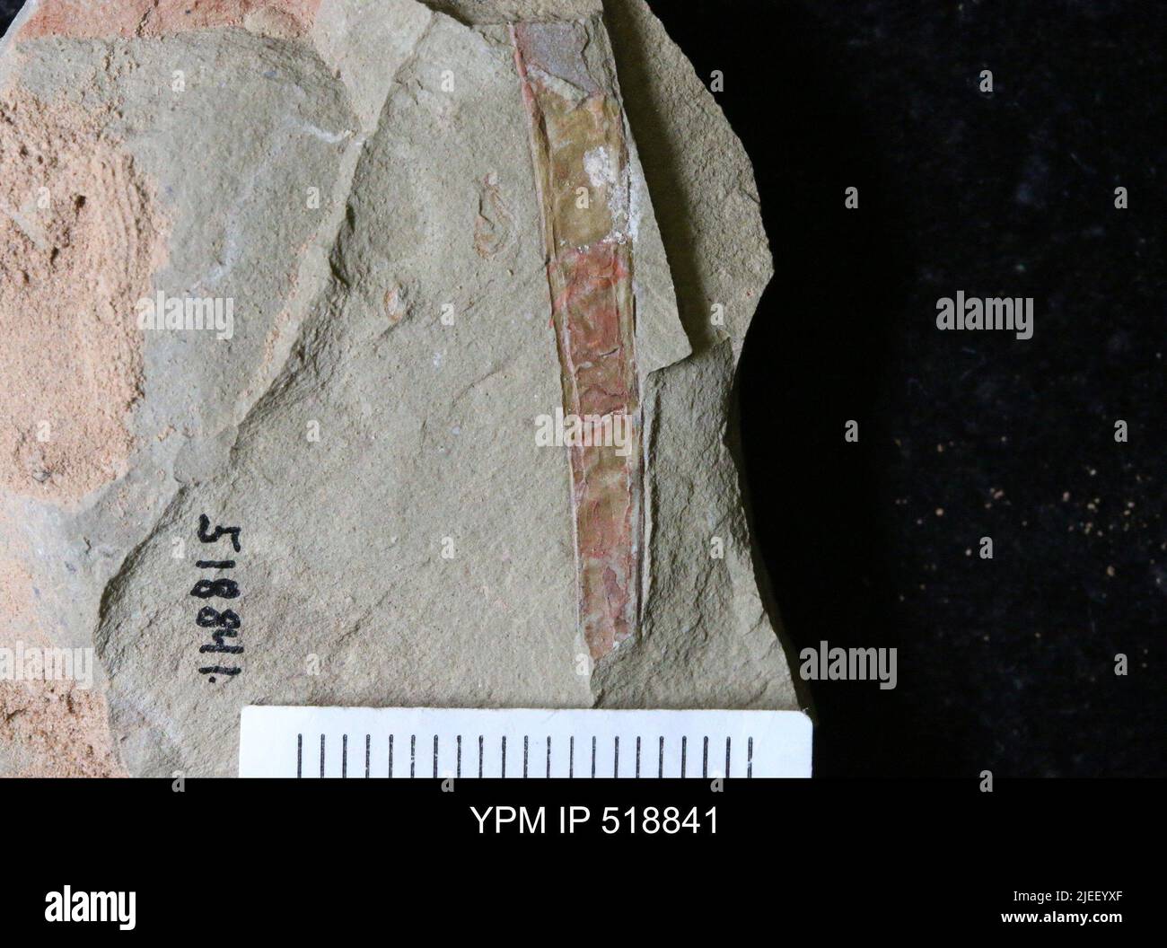 Sphenothallus sp hi-res stock photography and images - Alamy