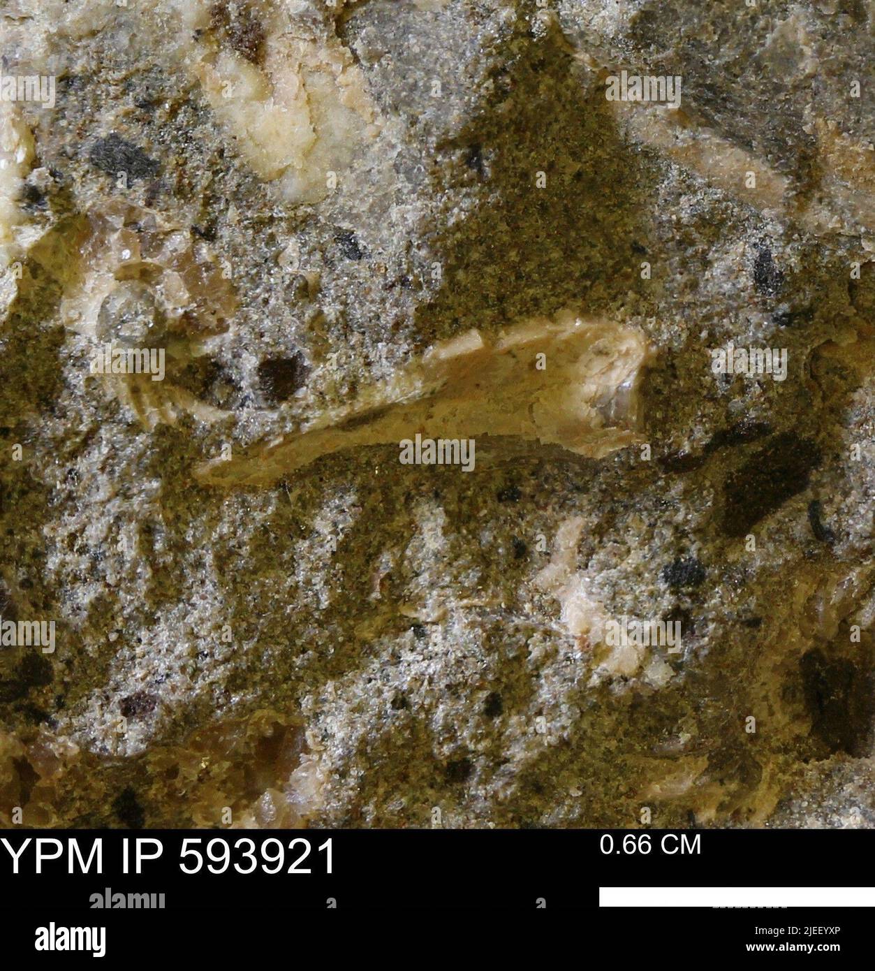 Mollusca animalia hi-res stock photography and images - Alamy