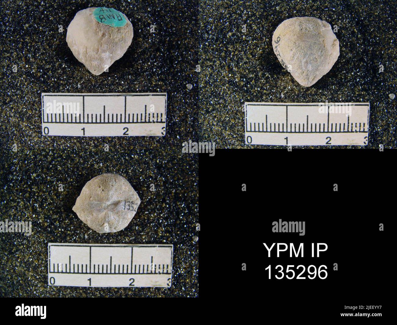 Orthis hi-res stock photography and images - Alamy