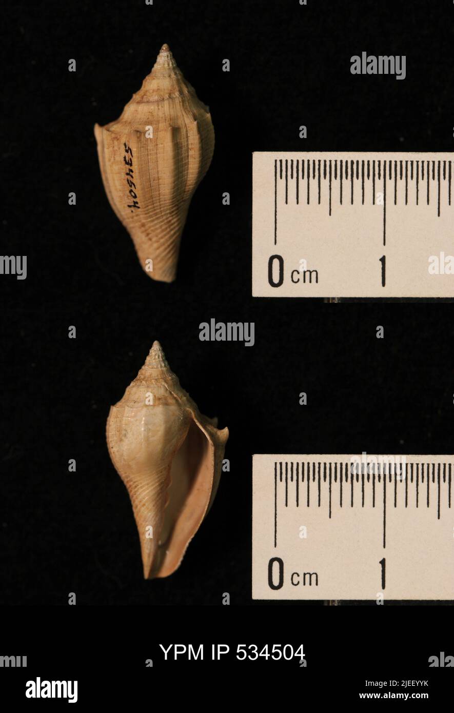 1833 animalia hi-res stock photography and images - Alamy