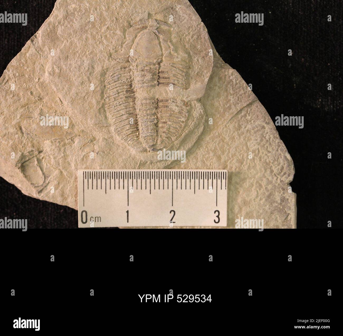 Modocia laevinucha Robison, 1964 Stock Photo - Alamy