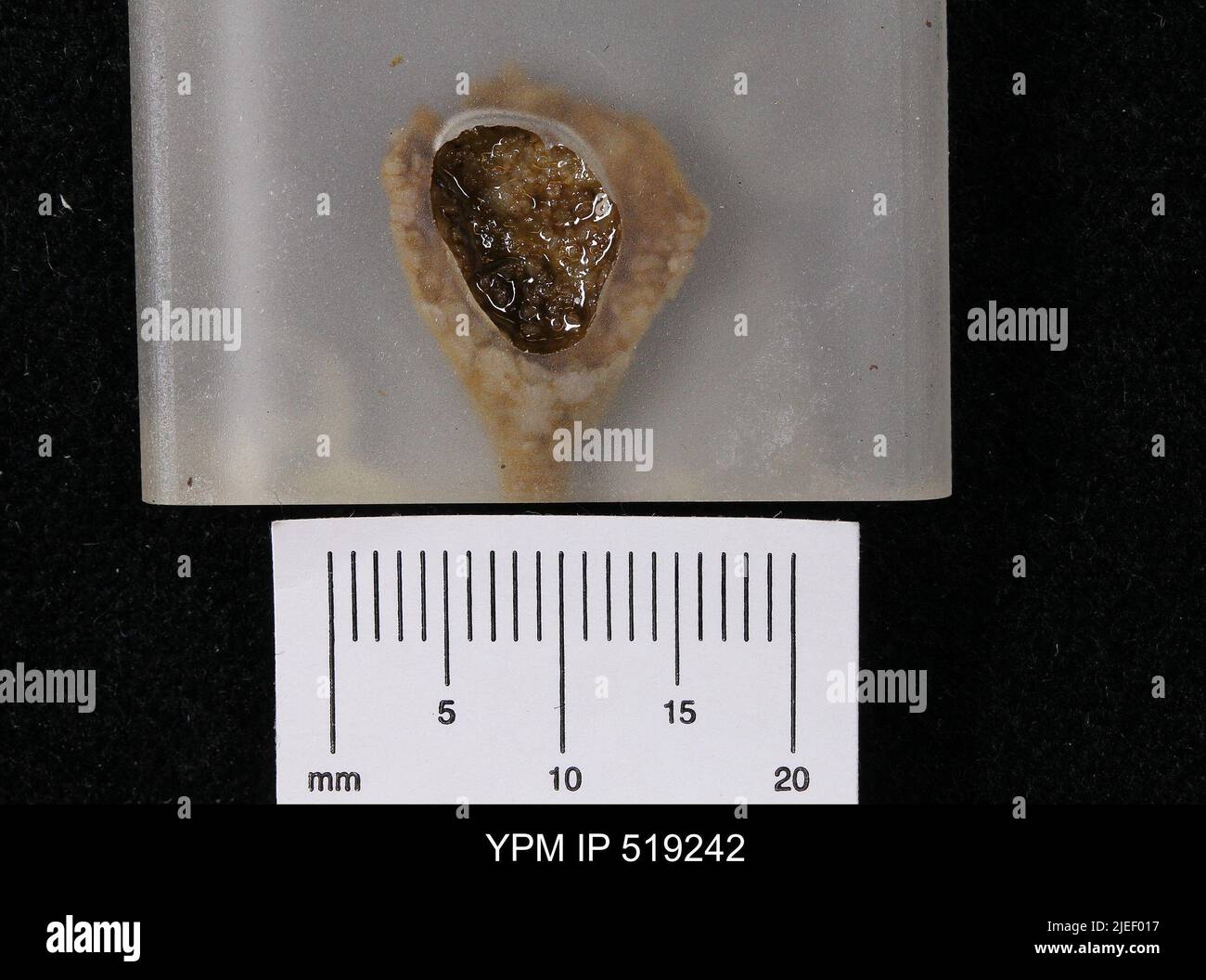 Polydactylus hi-res stock photography and images - Alamy