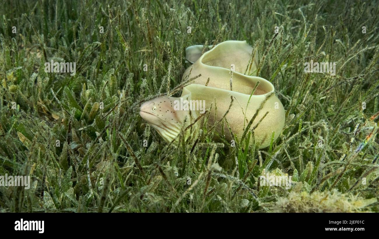 Red Sea, Egypt. 26th June, 2022. Close-up of Moray lie in green ...