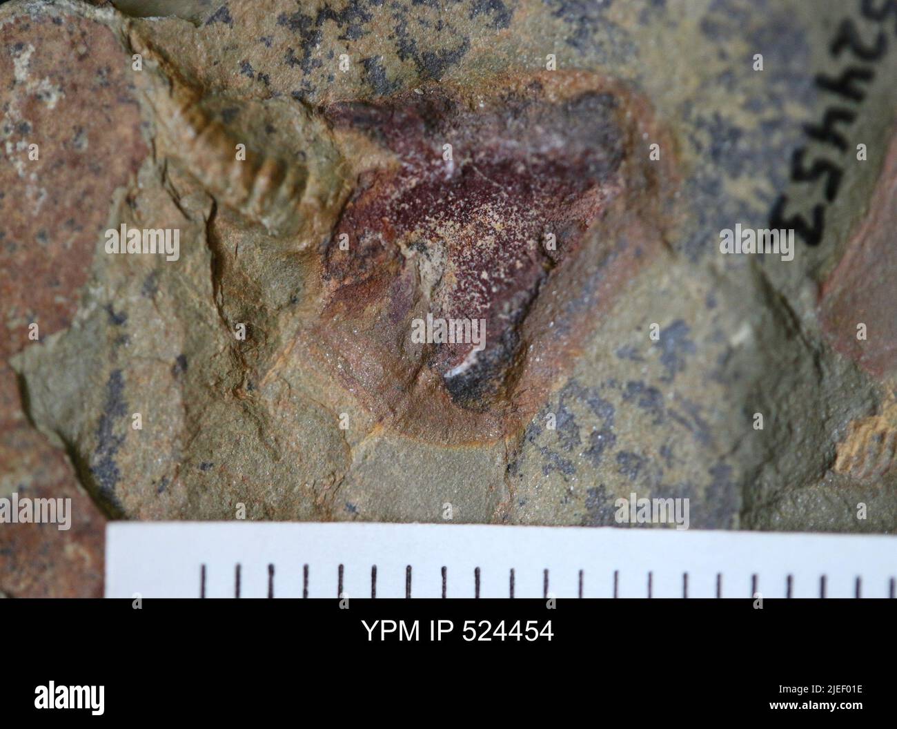 Cothurnocystis hi-res stock photography and images - Alamy