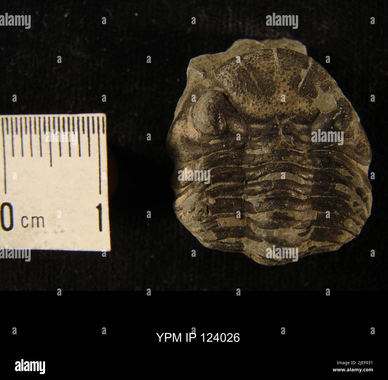 Phacops rana (Green Stock Photo - Alamy