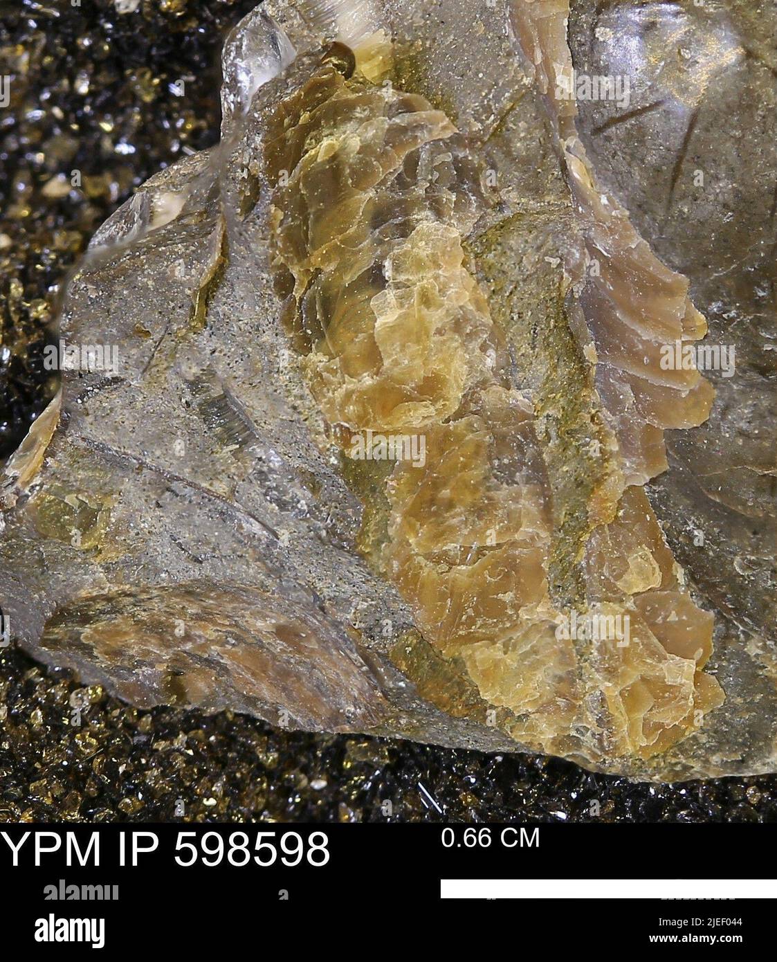 Inoceramus sp animalia hi-res stock photography and images - Alamy