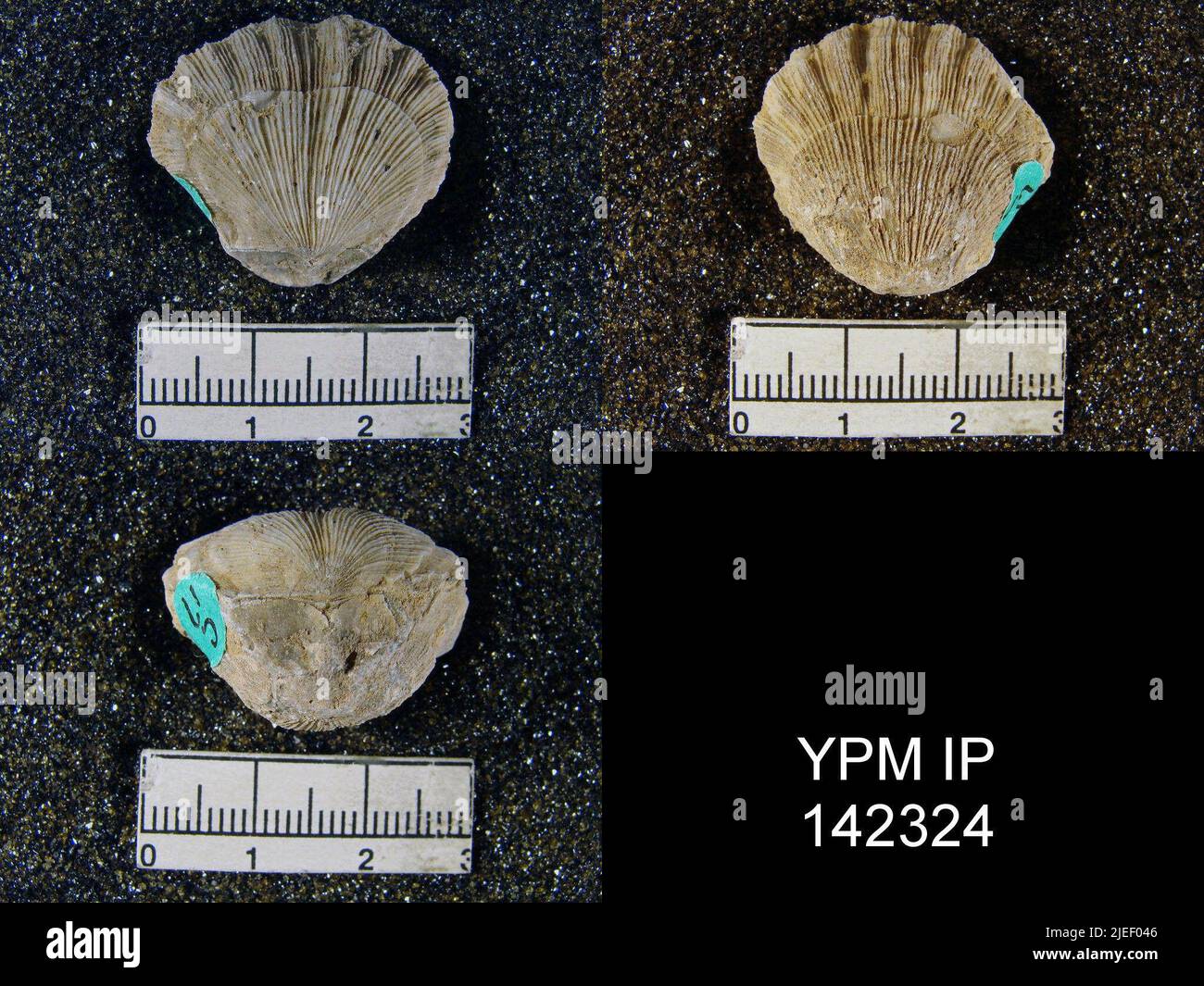 Pectiniformis hi-res stock photography and images - Alamy