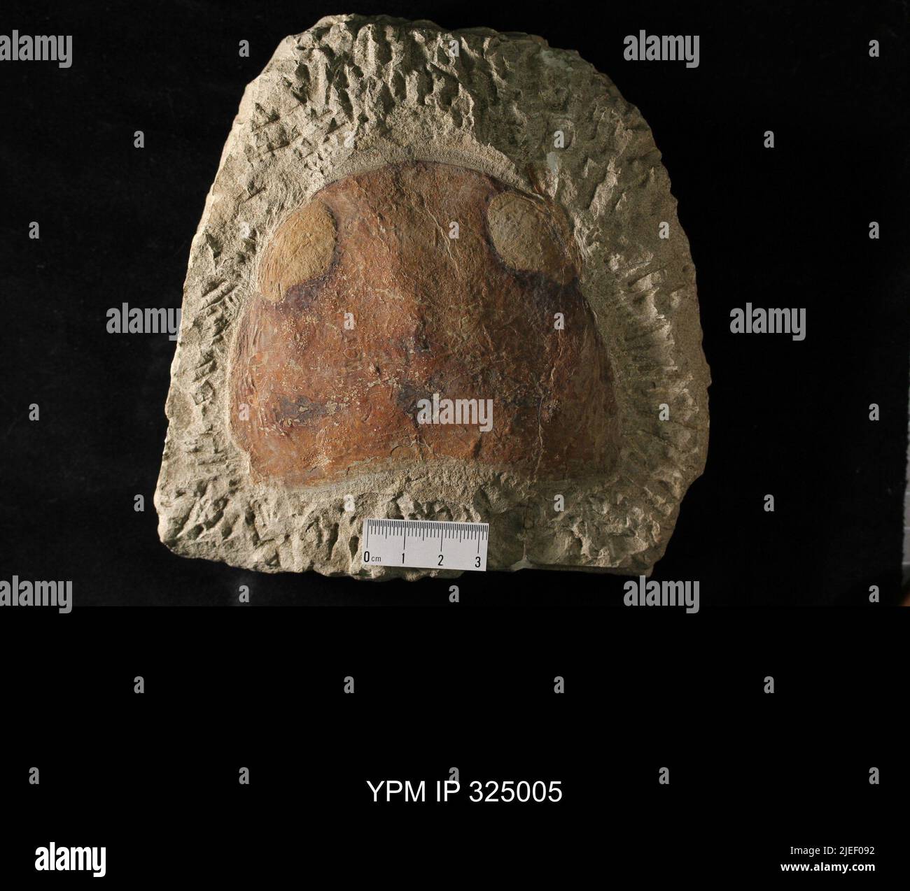 Erettopterus hi-res stock photography and images - Alamy