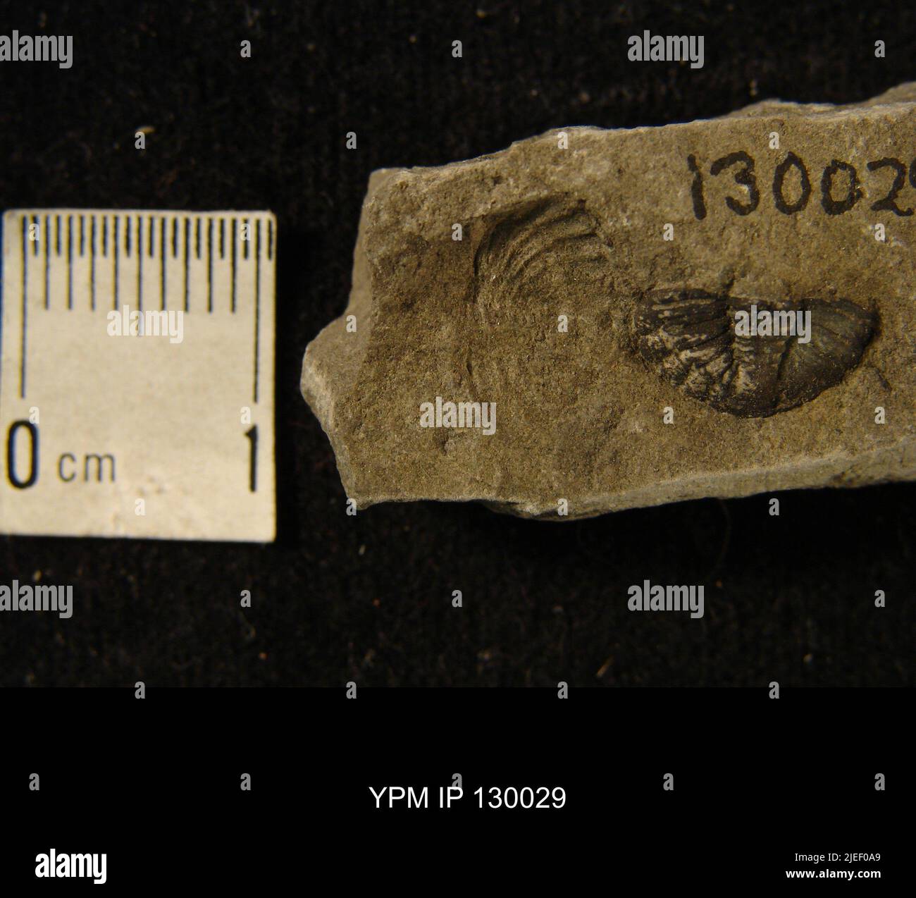 Greenops hi-res stock photography and images - Alamy