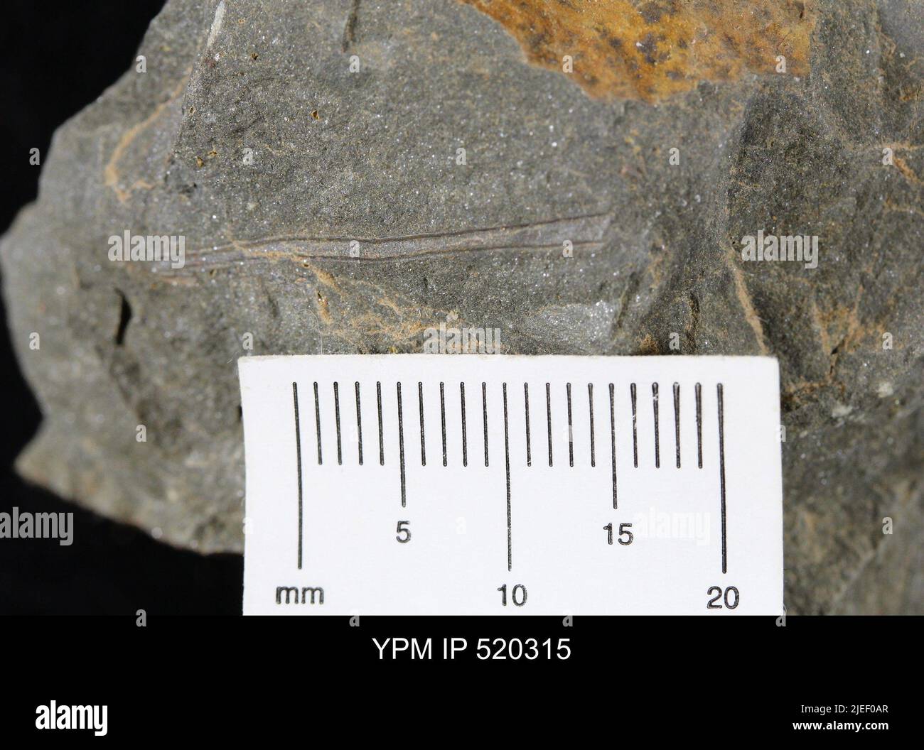 Undet ichnofossil ichnofossil ichnofossils hi-res stock photography and ...