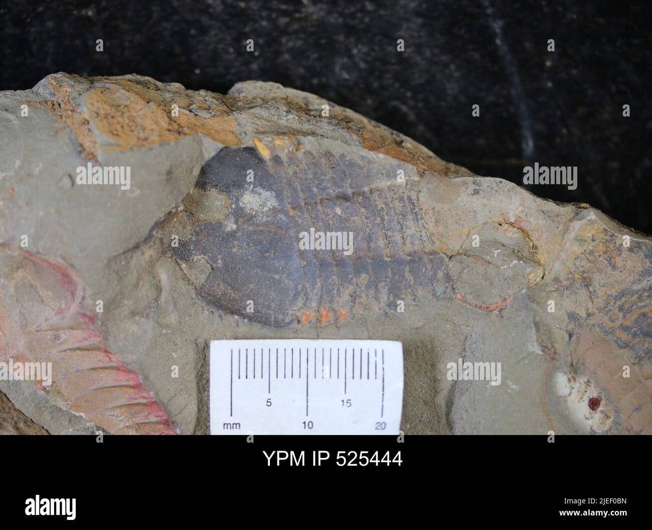 Asaphidae hi-res stock photography and images - Alamy