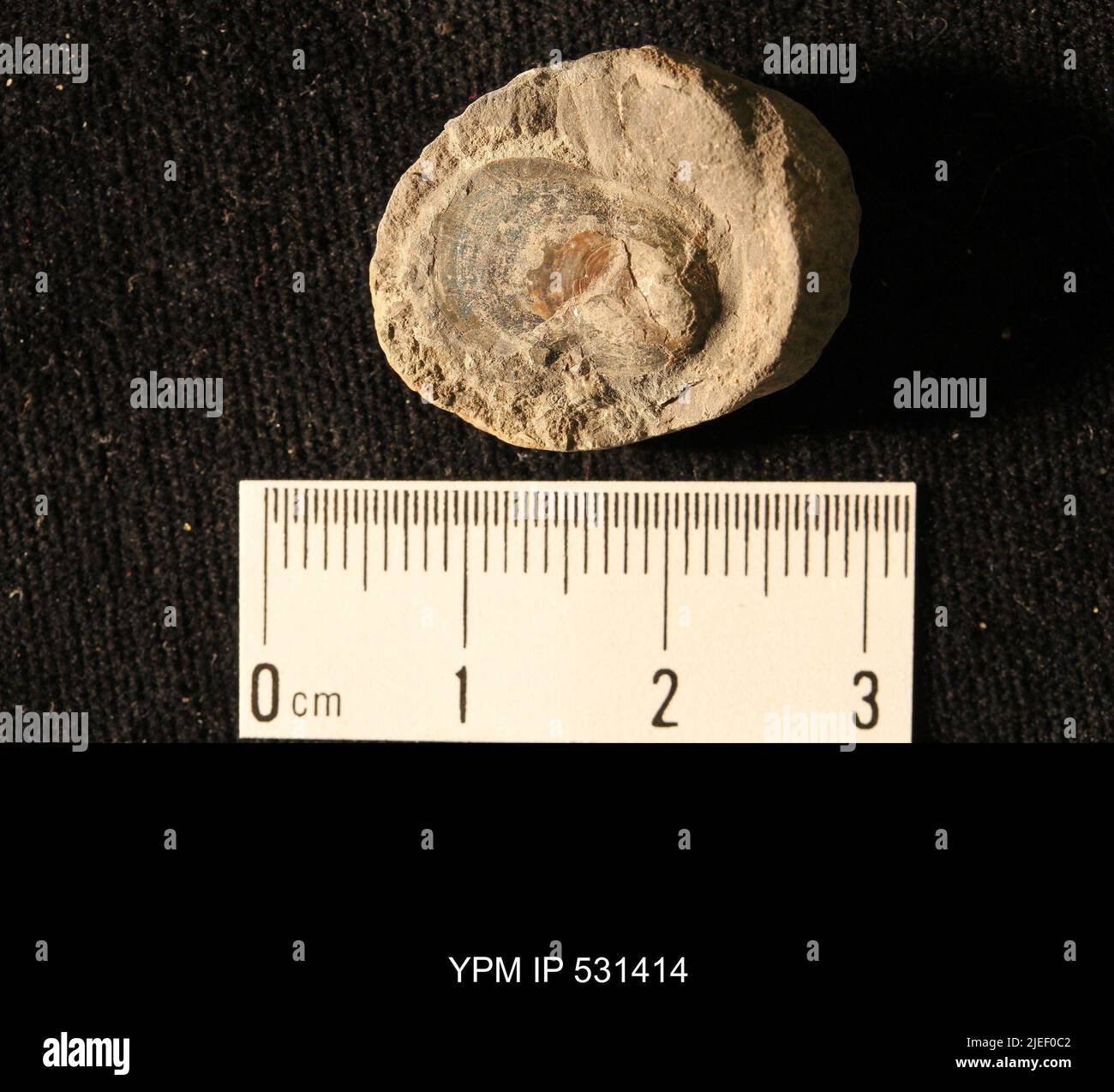 Lingula brachiopod hi-res stock photography and images - Alamy