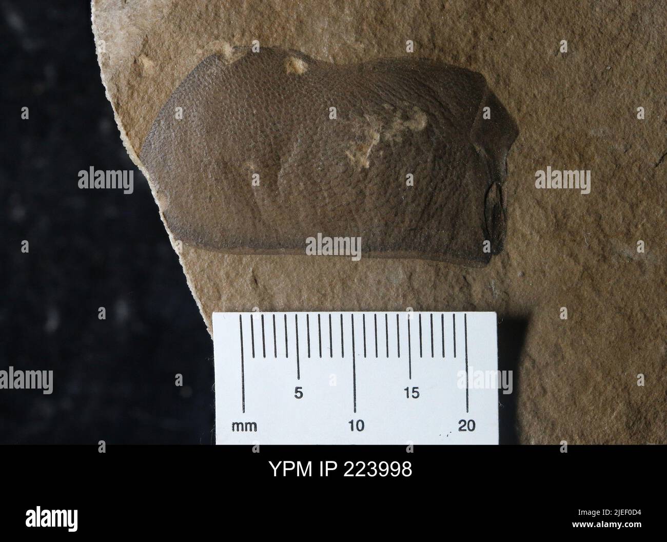 Pterygotus (Acutiramus) sp Stock Photo - Alamy