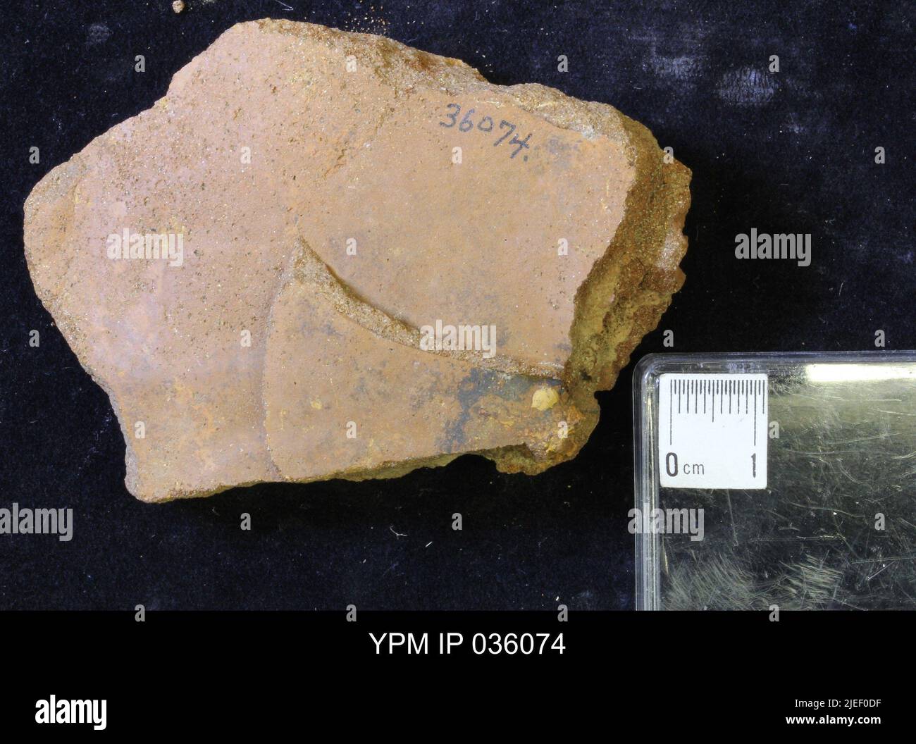 Sphenodiscus sp hi-res stock photography and images - Alamy