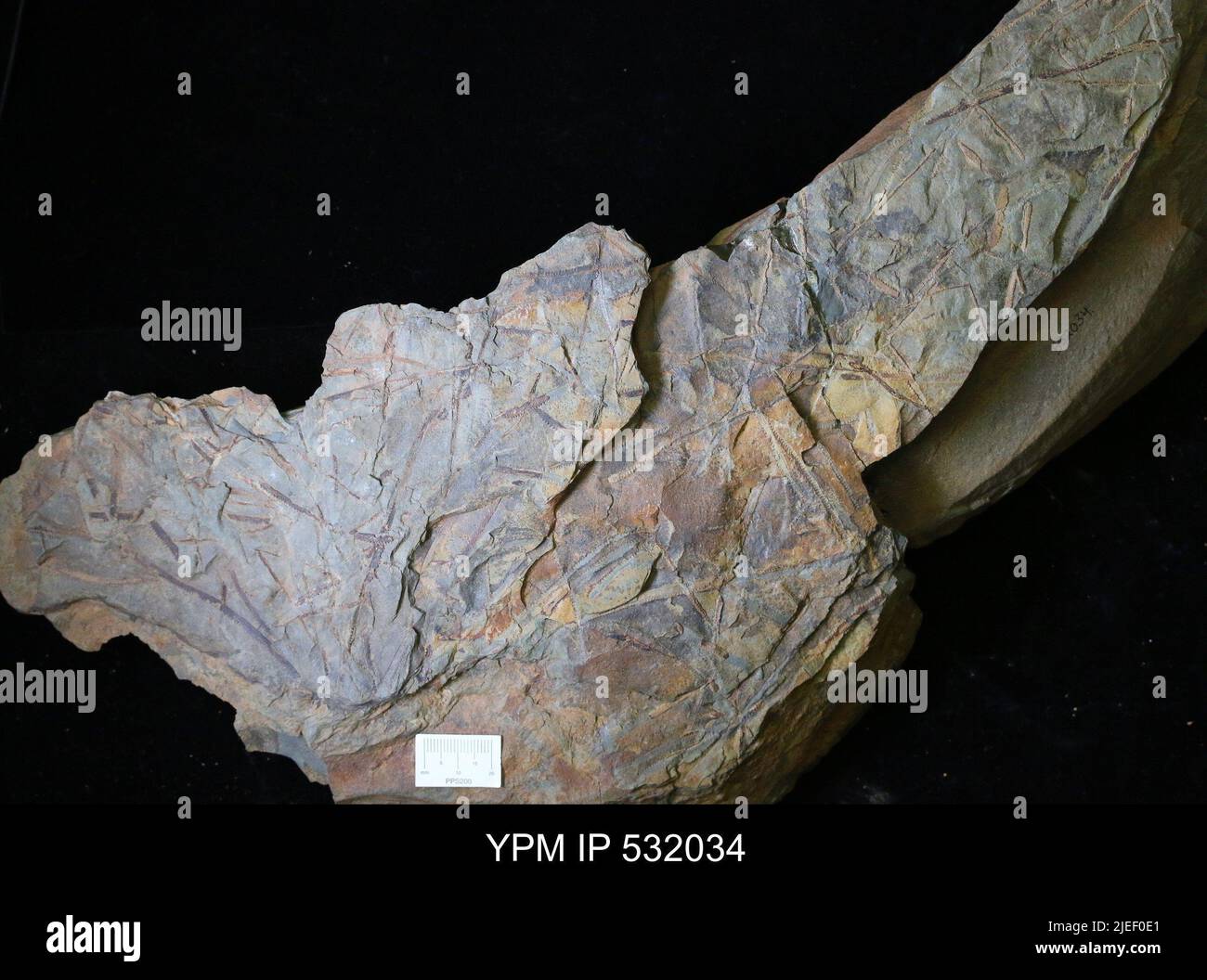 Graptoloidea hi-res stock photography and images - Alamy