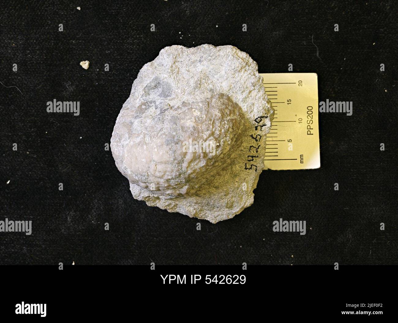 Crinoid identification hi-res stock photography and images - Alamy