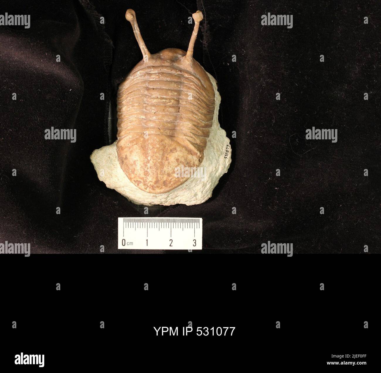 Asaphus (Neoasaphus) kowalewskii (Lawrow, 1856 Stock Photo - Alamy