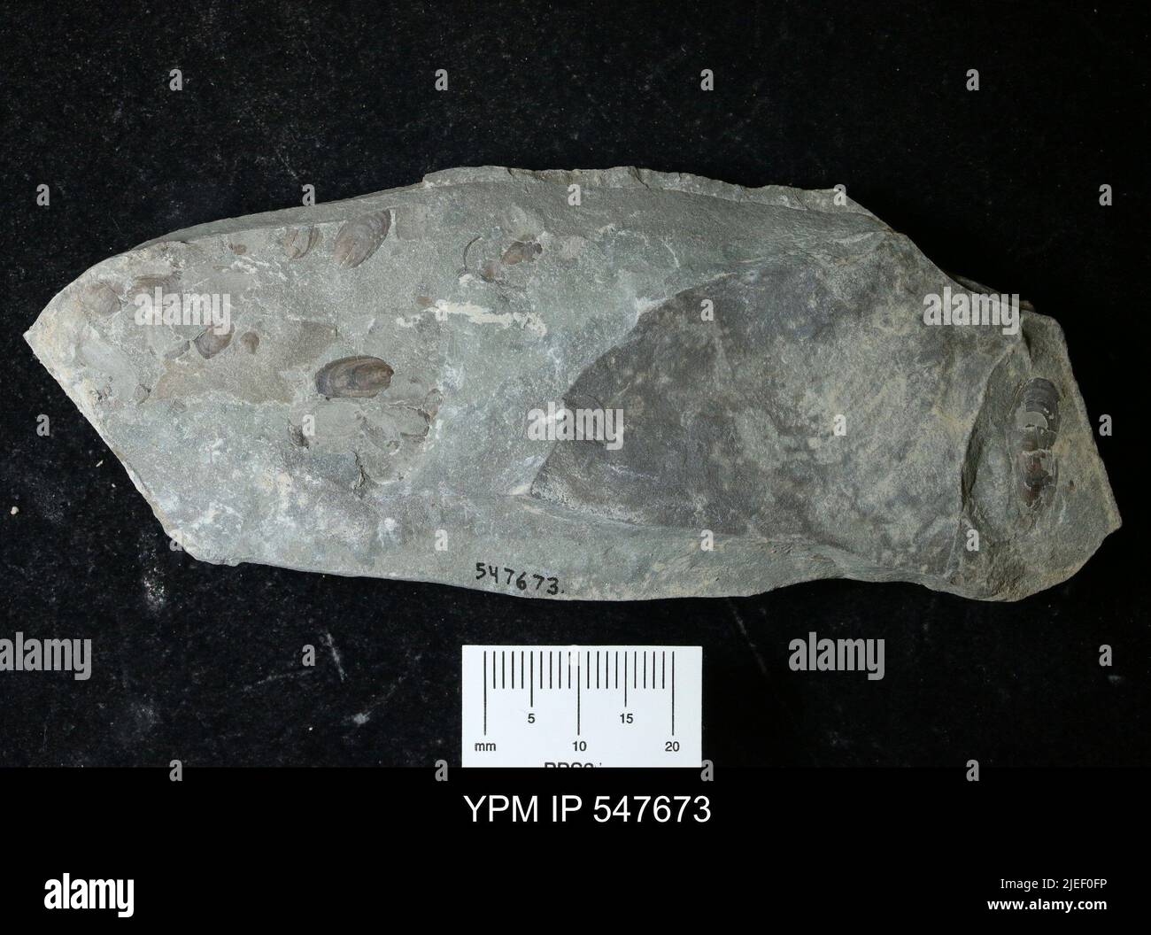 Lingulida hi-res stock photography and images - Alamy