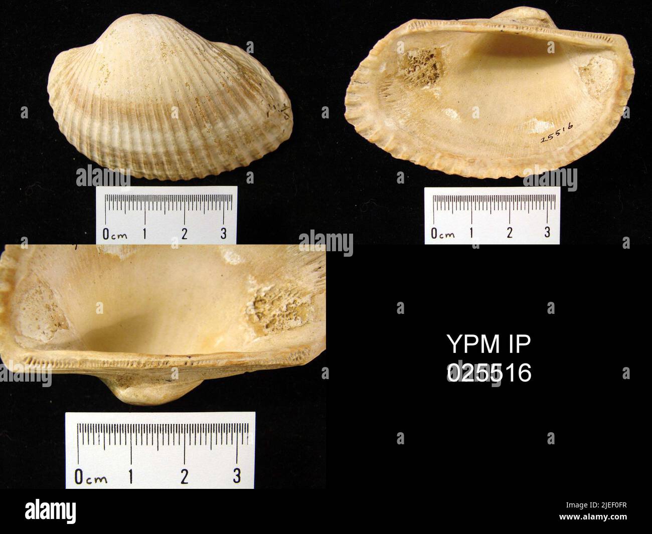 Arca sp animalia hi-res stock photography and images - Alamy