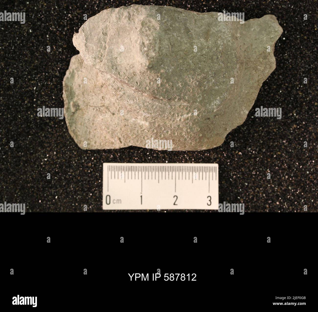 Undet bryozoa hi-res stock photography and images - Alamy