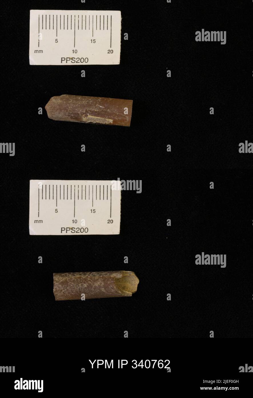 Belemnites sp hi-res stock photography and images - Alamy