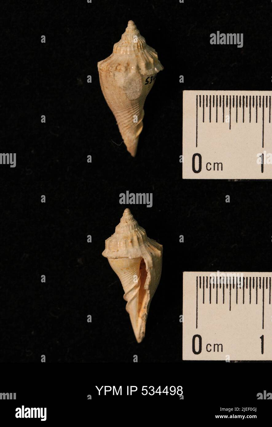 Sayanus hi-res stock photography and images - Alamy