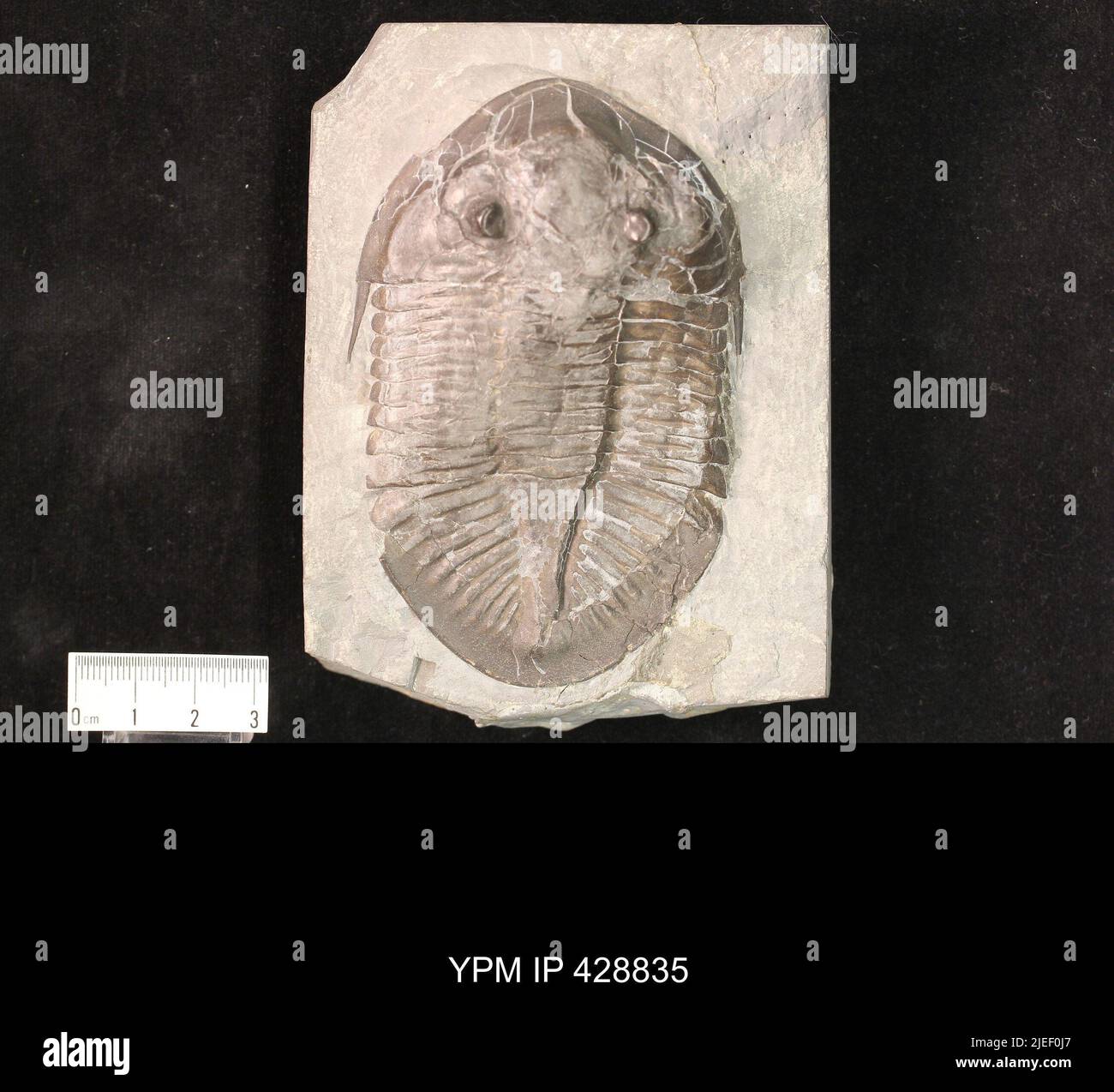 1847 animalia hi-res stock photography and images - Alamy