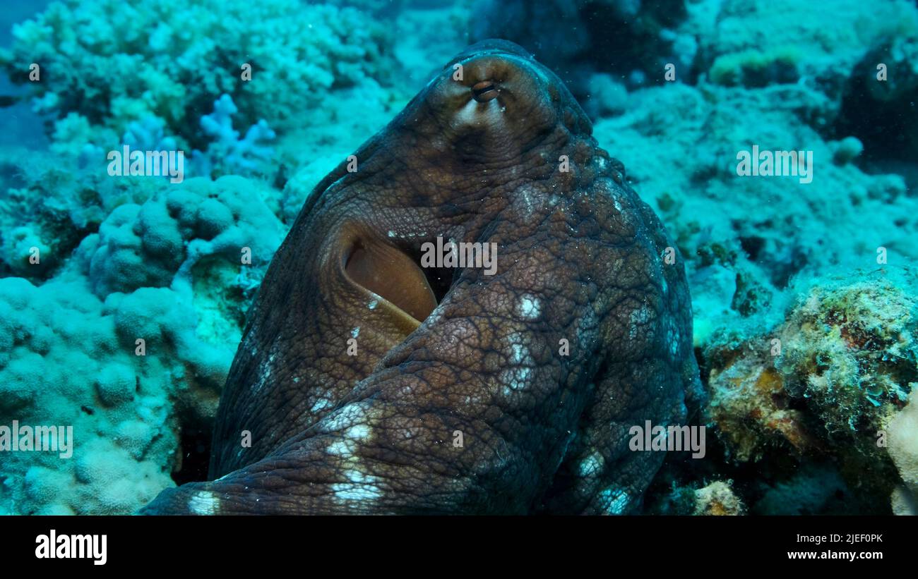 Red Sea, Egypt. 26th June, 2022. Portrait of big red Octopus sits on ...