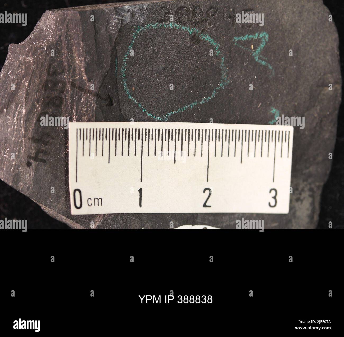 Polychaeta marine bristleworms hi-res stock photography and images - Alamy