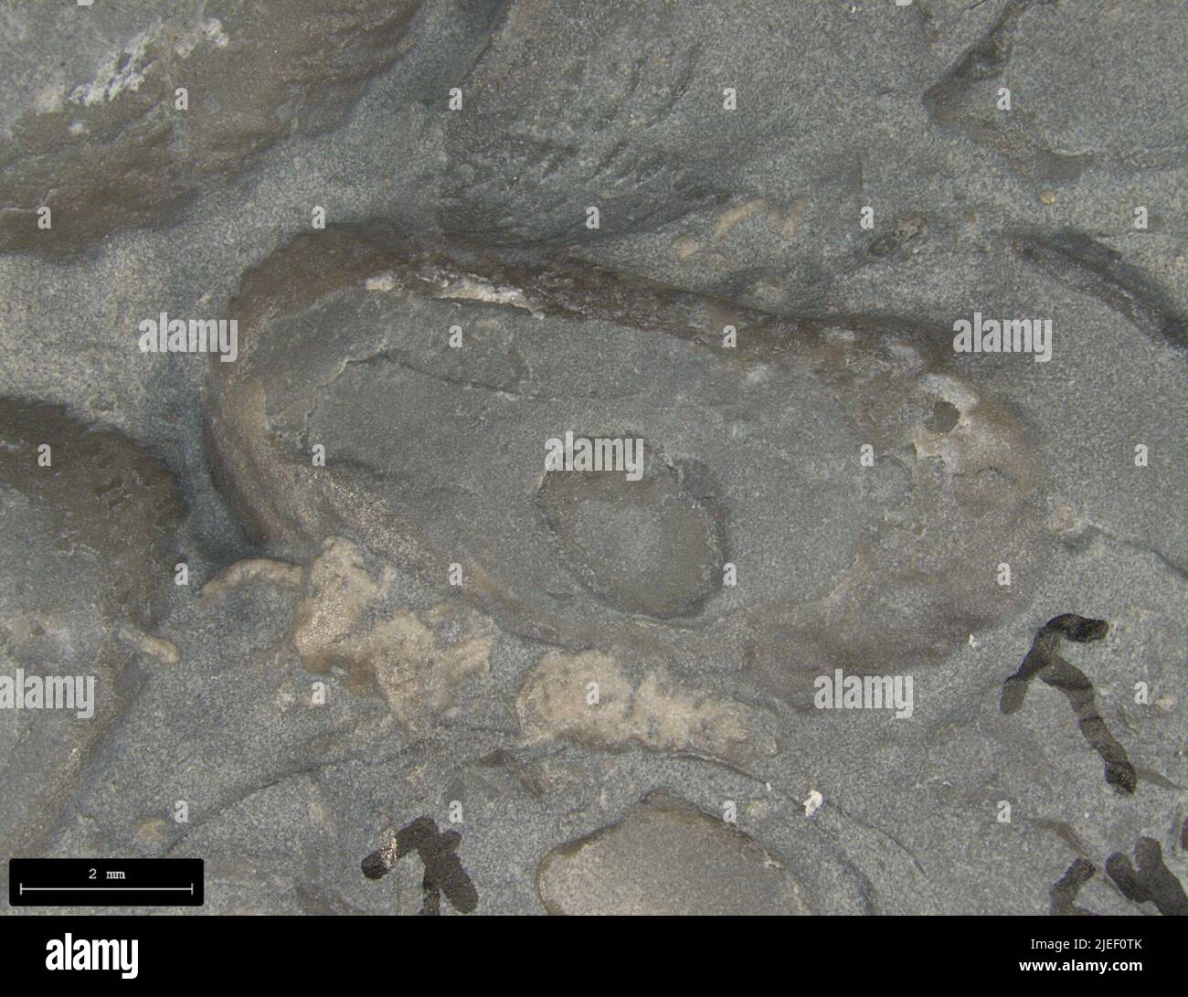 Rhaetavicula contorta (Portlock, 1843 Stock Photo - Alamy