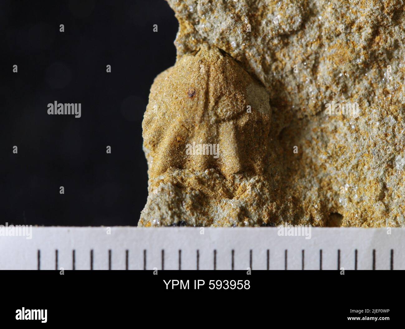 Rhynchonellida hi-res stock photography and images - Alamy