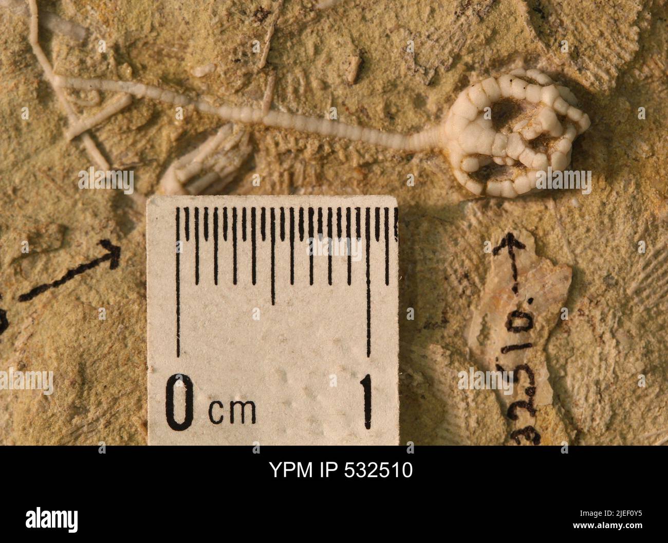 Taxocrinus hi-res stock photography and images - Alamy