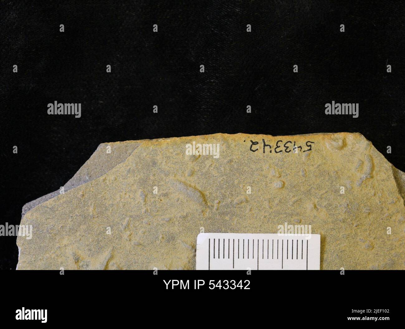 Prehistoric habitats hi-res stock photography and images - Alamy