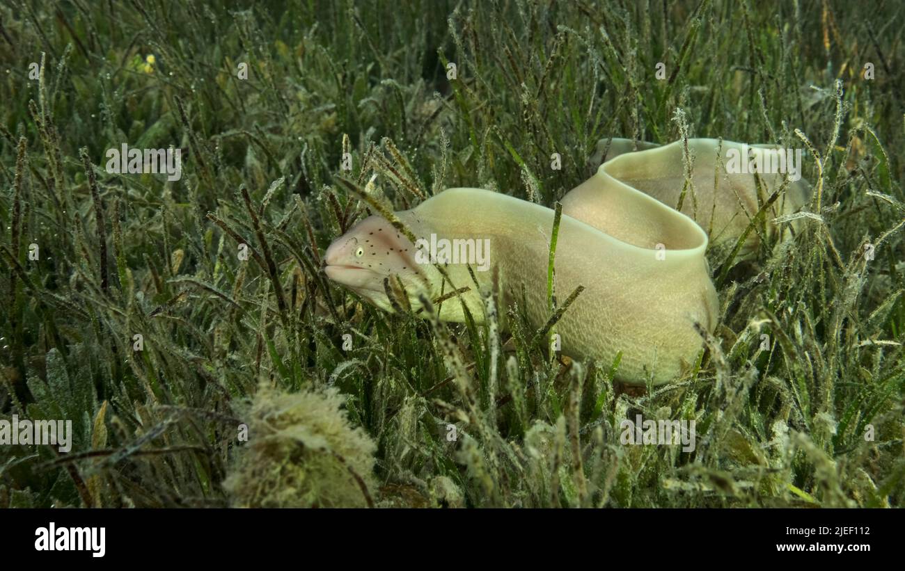 Red Sea, Egypt. 26th June, 2022. Close-up of Moray lie in green ...