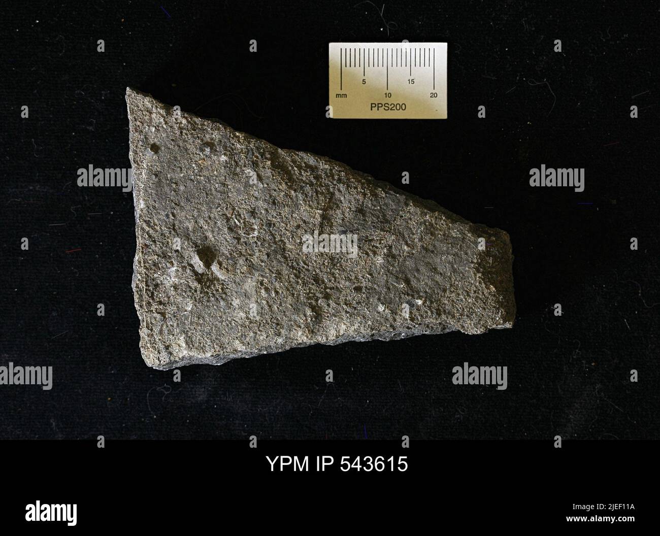 Conodonta conodonts hi-res stock photography and images - Alamy