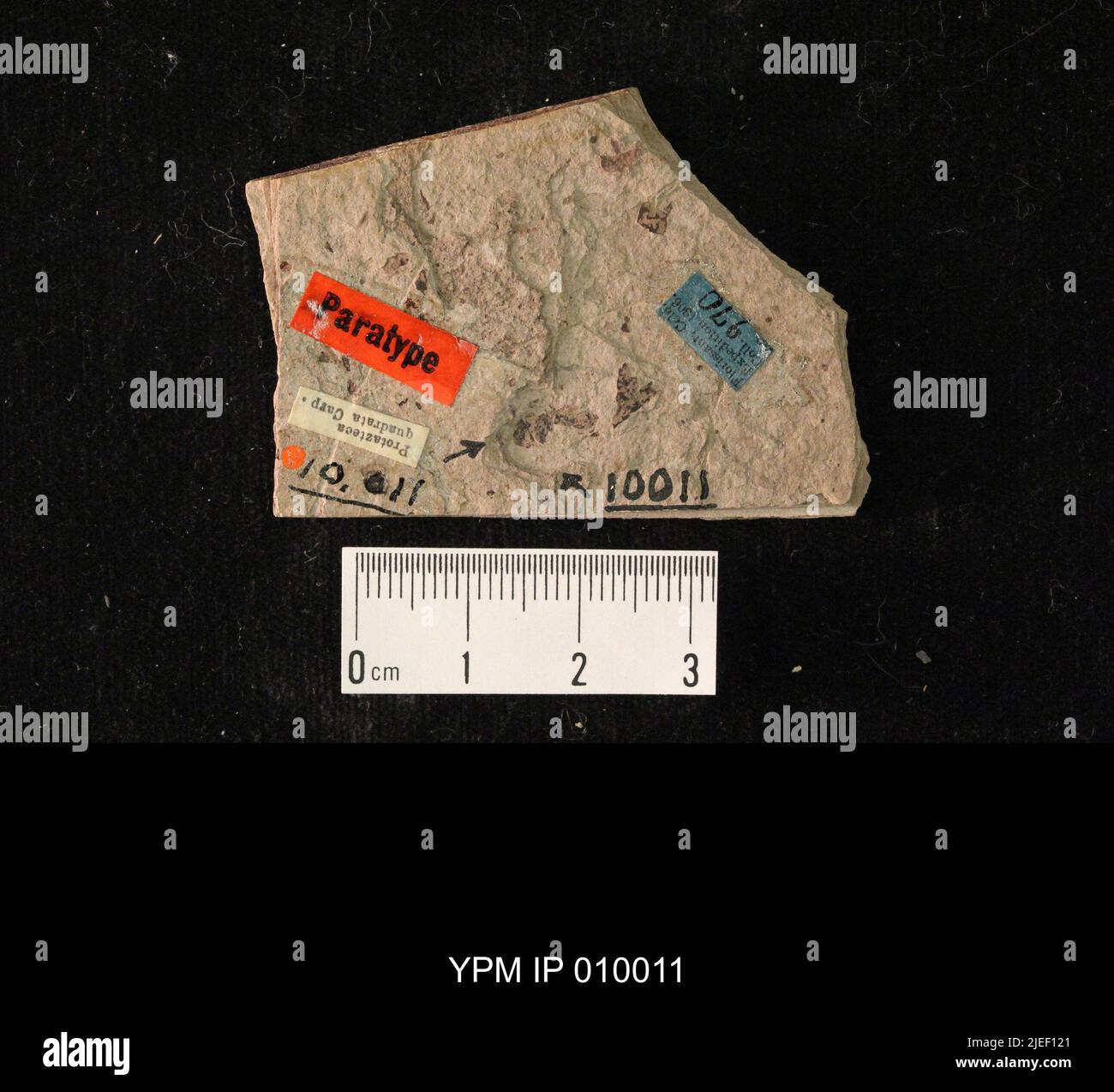 Protazteca quadrata Carpenter. IPC.01623: Colorado. Teller County ...