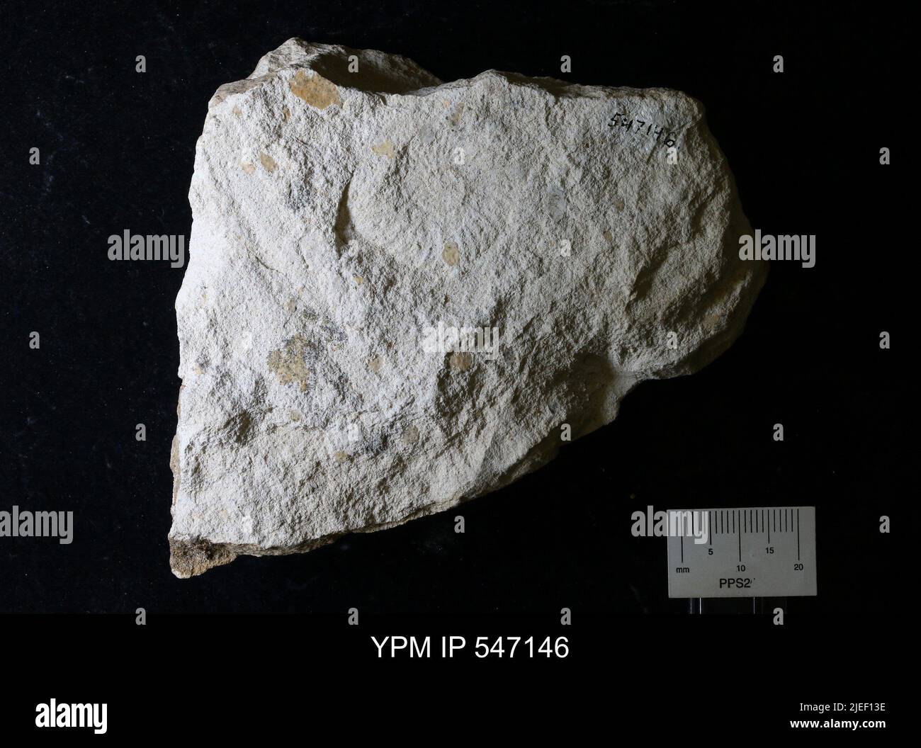 Subprionocyclus percarinatus (Hall & Meek, 1856 Stock Photo - Alamy
