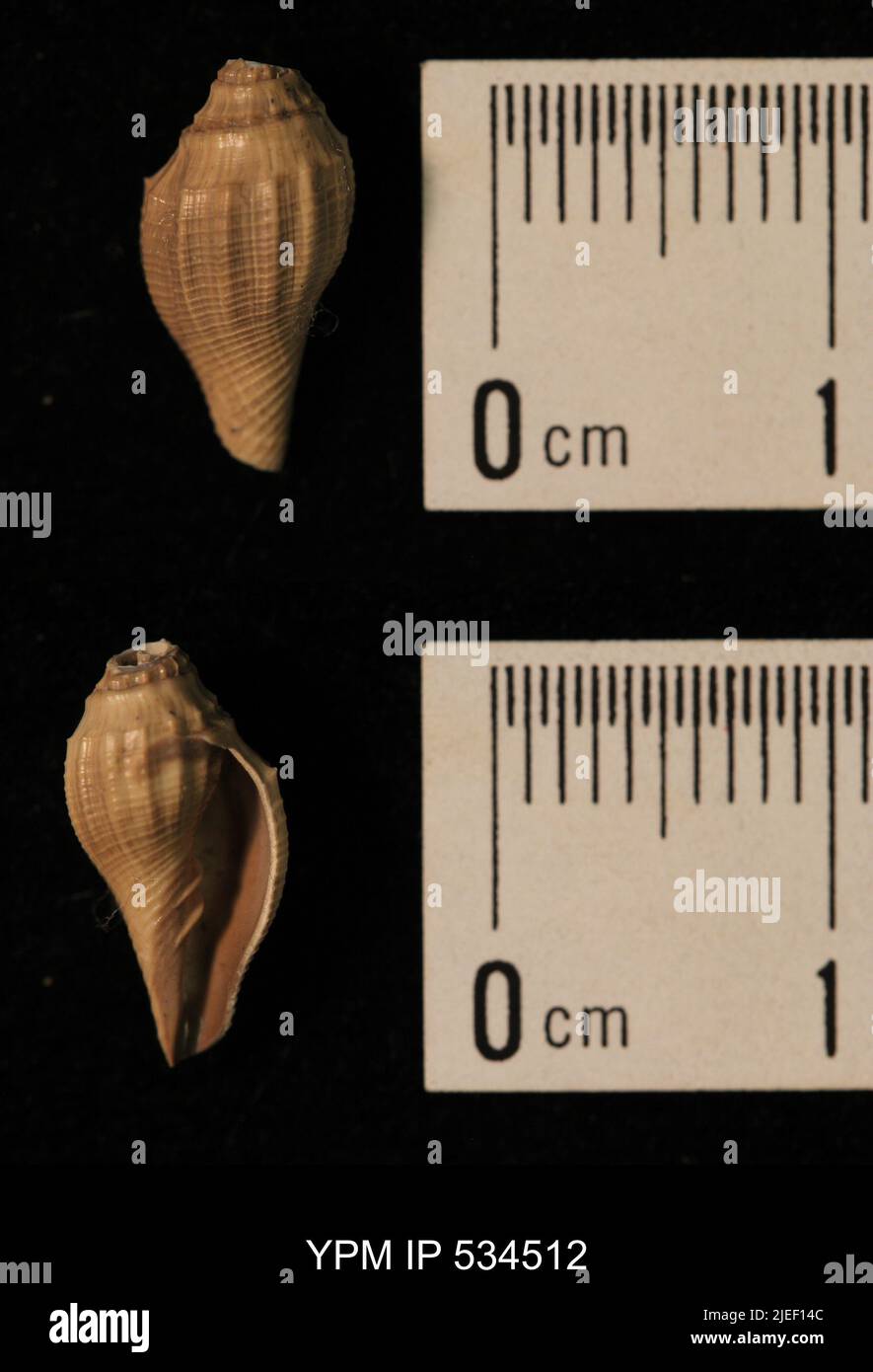 1833 animalia hi-res stock photography and images - Alamy