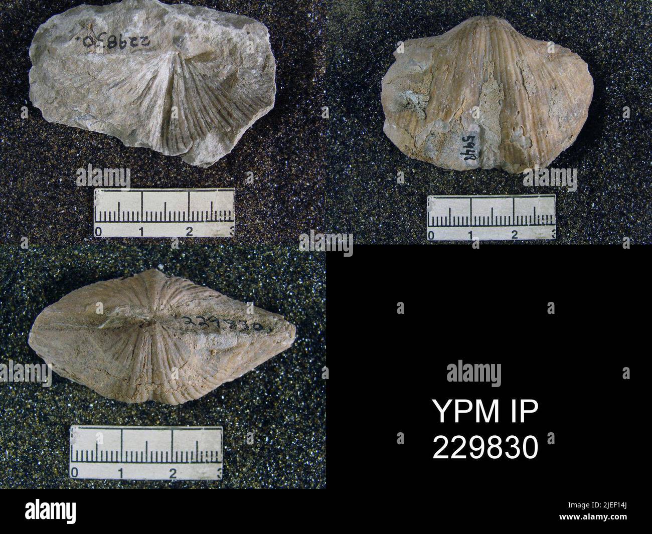 Neospirifer dunbari animalia hi-res stock photography and images - Alamy