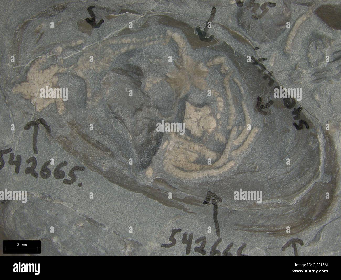 Modiolus hi-res stock photography and images - Alamy