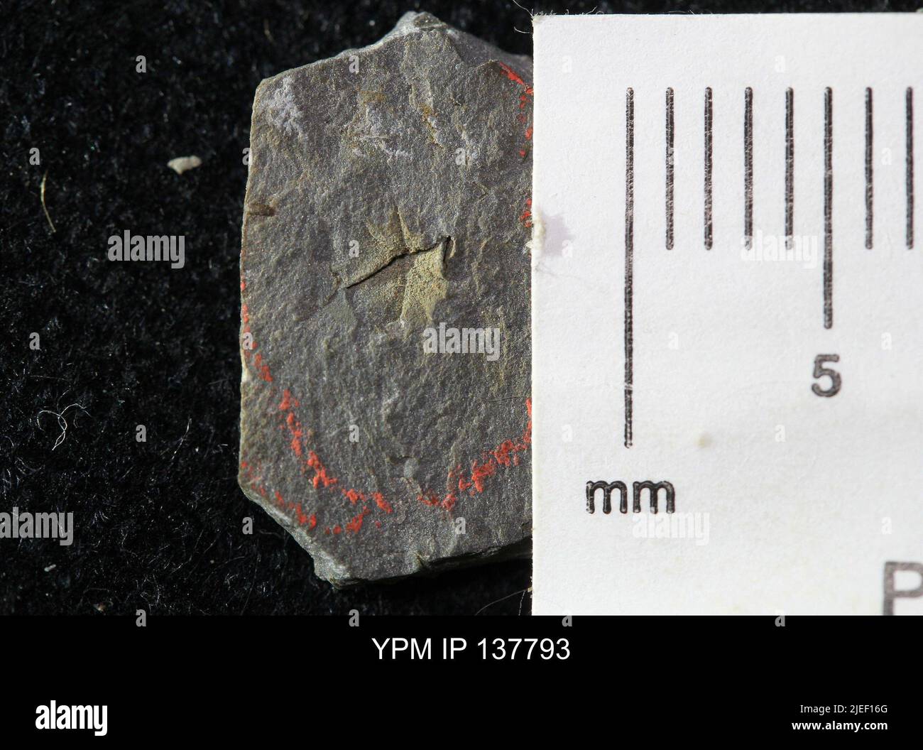 Eocystites primaevus animalia hi-res stock photography and images - Alamy