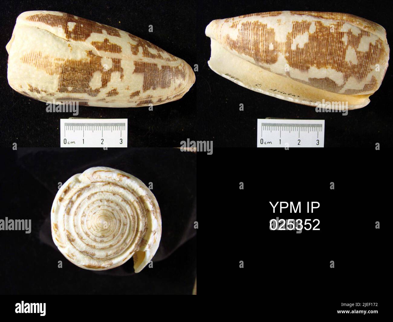 Conus striatus linnaeus animalia hi-res stock photography and images ...