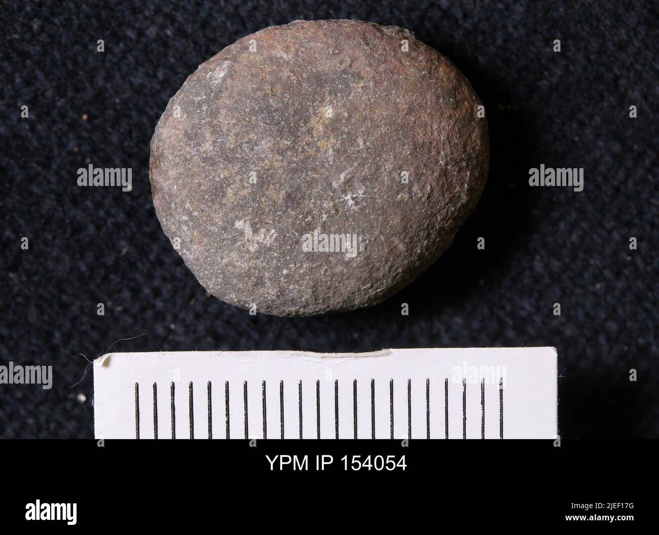 Algae plantae hi-res stock photography and images - Alamy