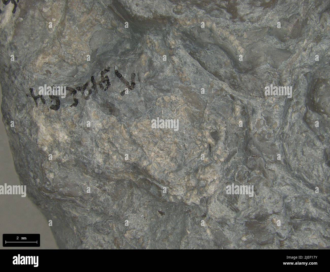 1874 animalia hi-res stock photography and images - Alamy