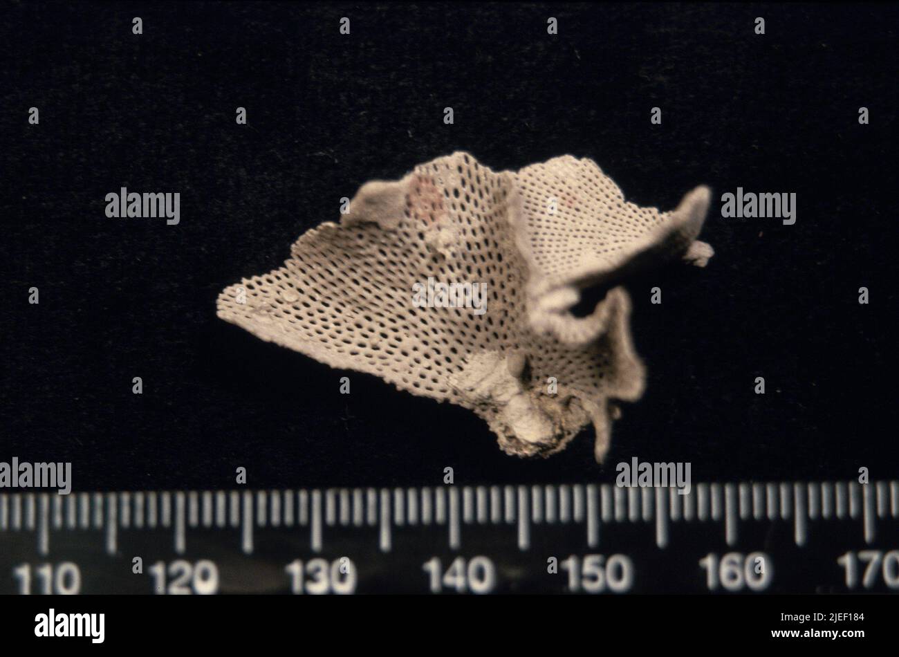 Unitrypa nervia hall animalia hi-res stock photography and images - Alamy