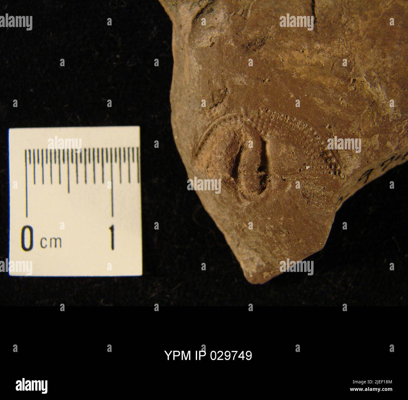 Cryptolithus tessellatus green animalia hi-res stock photography and ...