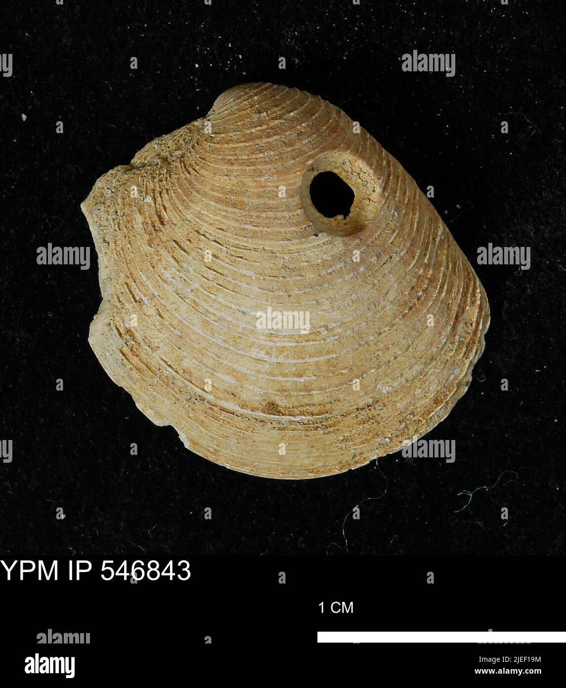 Venus mercenaria antiqua verrill hi-res stock photography and images ...